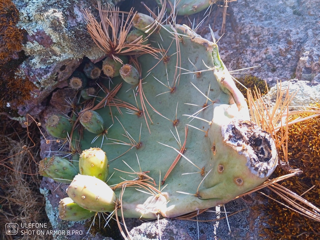 cacti from Parque Ecológico "El Tecúan", Durango - El Salto, Durango ...