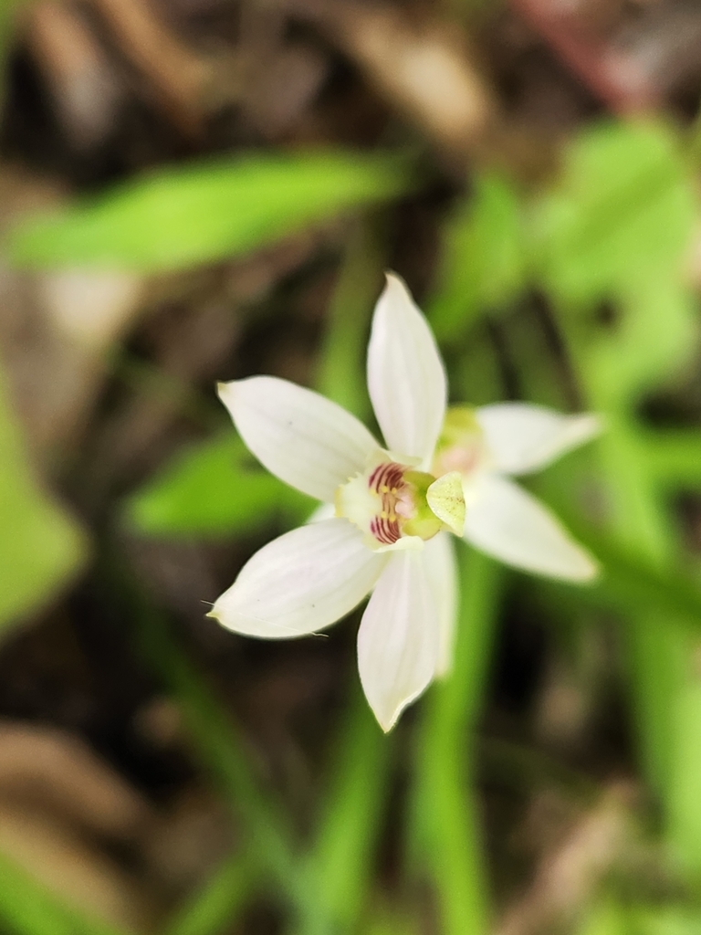 Caladenia variegata in December 2024 by Chelsea Haley · iNaturalist
