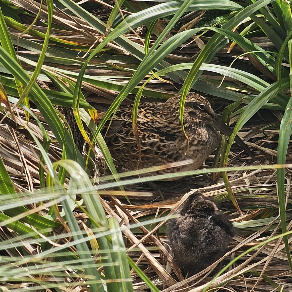 Auckland Snipe from New Zealand on December 2, 2024 at 11:31 AM by ...