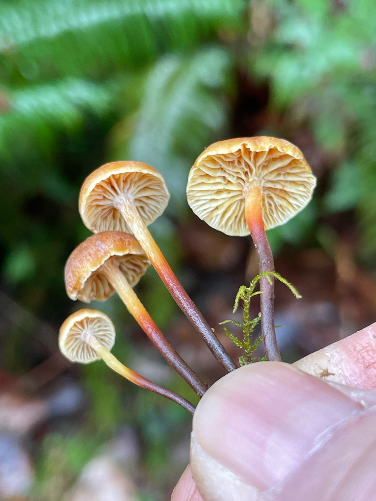 Xeromphalina campanelloides in December 2024 by ym_wang_pnw · iNaturalist