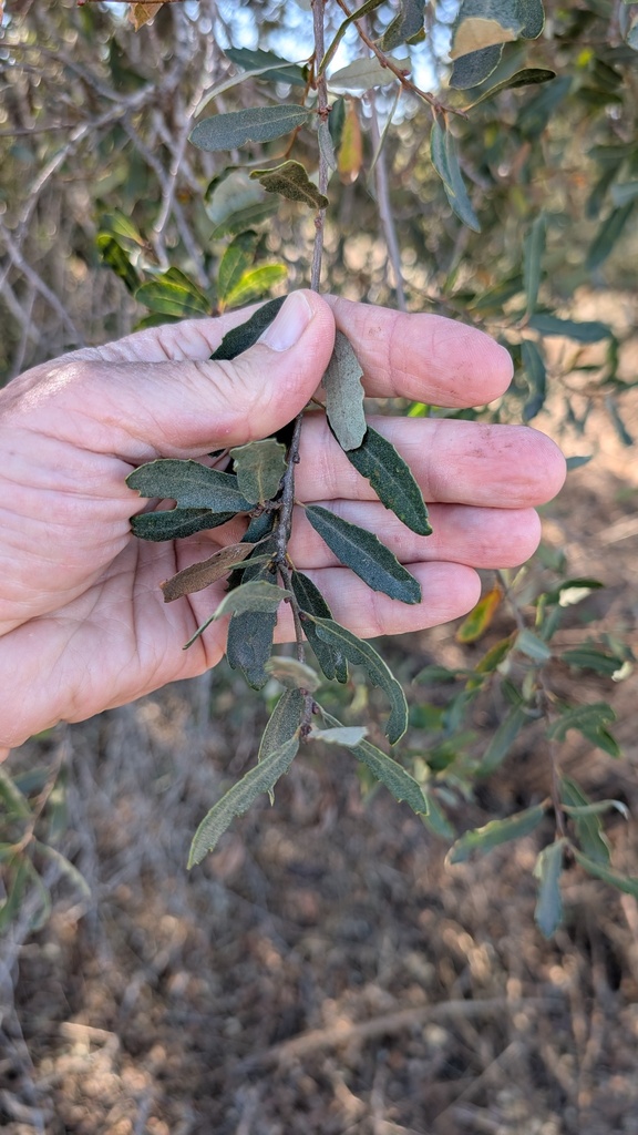 Torrey's Hybrid Oak from Valley Center, CA, USA on December 2, 2024 at ...