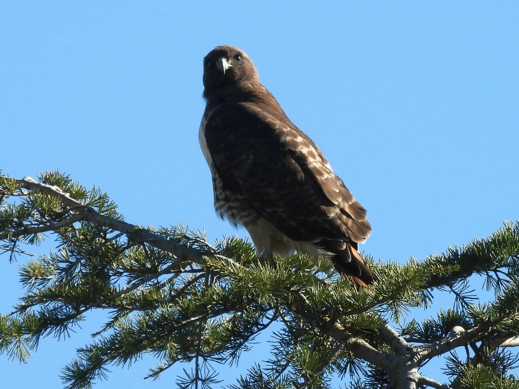 Red-tailed Hawk from Bahia Trail at Bahia Drive, Bahia Dr, Novato, CA ...