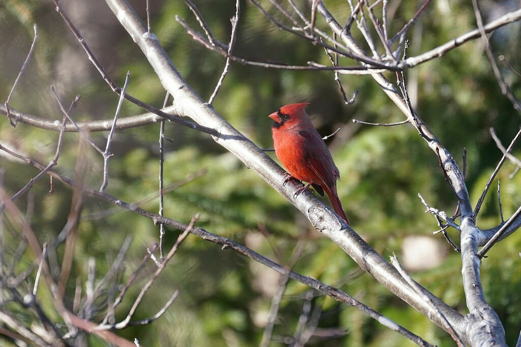 Northern Cardinal from Caraquet, NB, Canada on December 1, 2024 at 12: ...