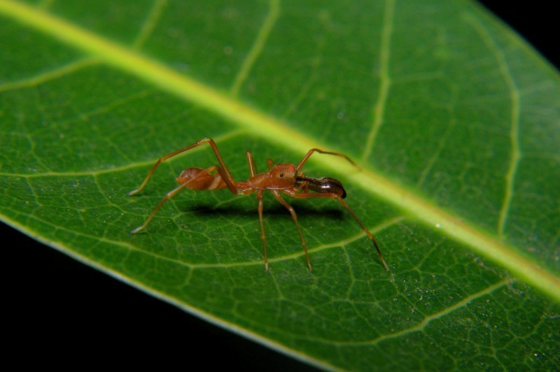 Red Weaver Ant-mimicking Spider from bangalore on August 9, 2013 by ...