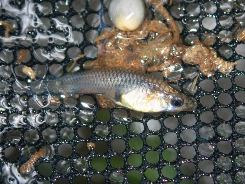 Guppy from North, Hong Kong on July 12, 2019 at 10:43 AM by Colin Chiu ...