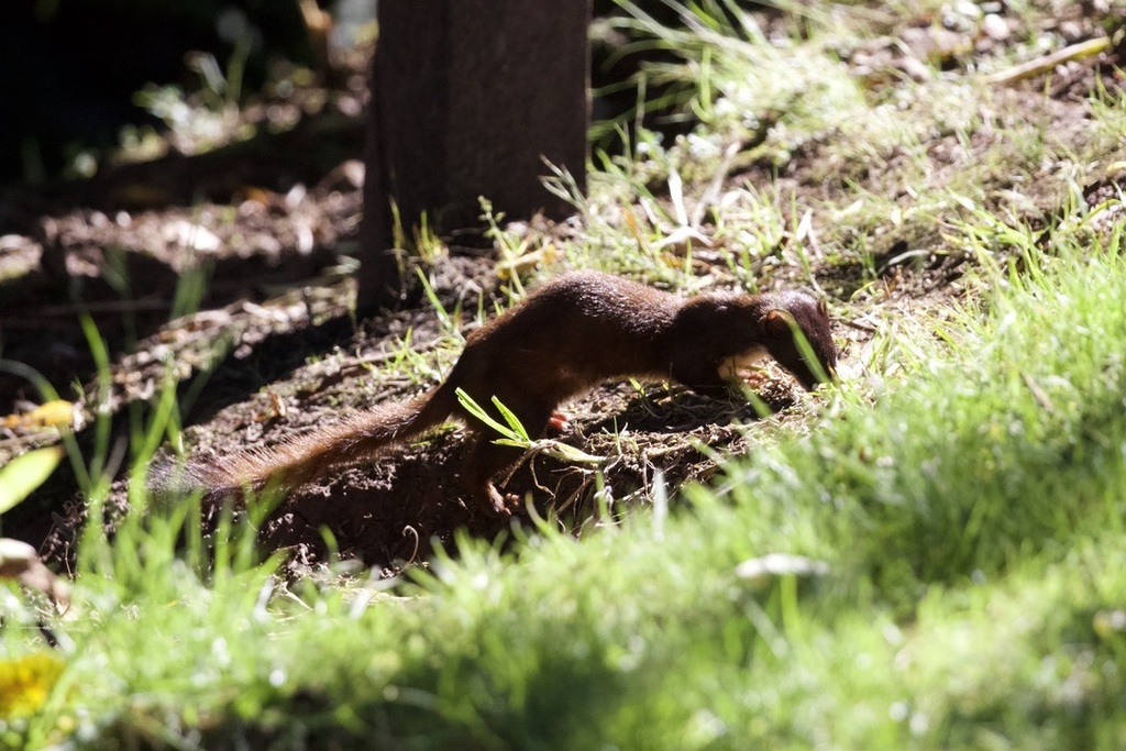 Long-tailed Weasel from Los Robles La Paz, Cesar, Colombia on November ...