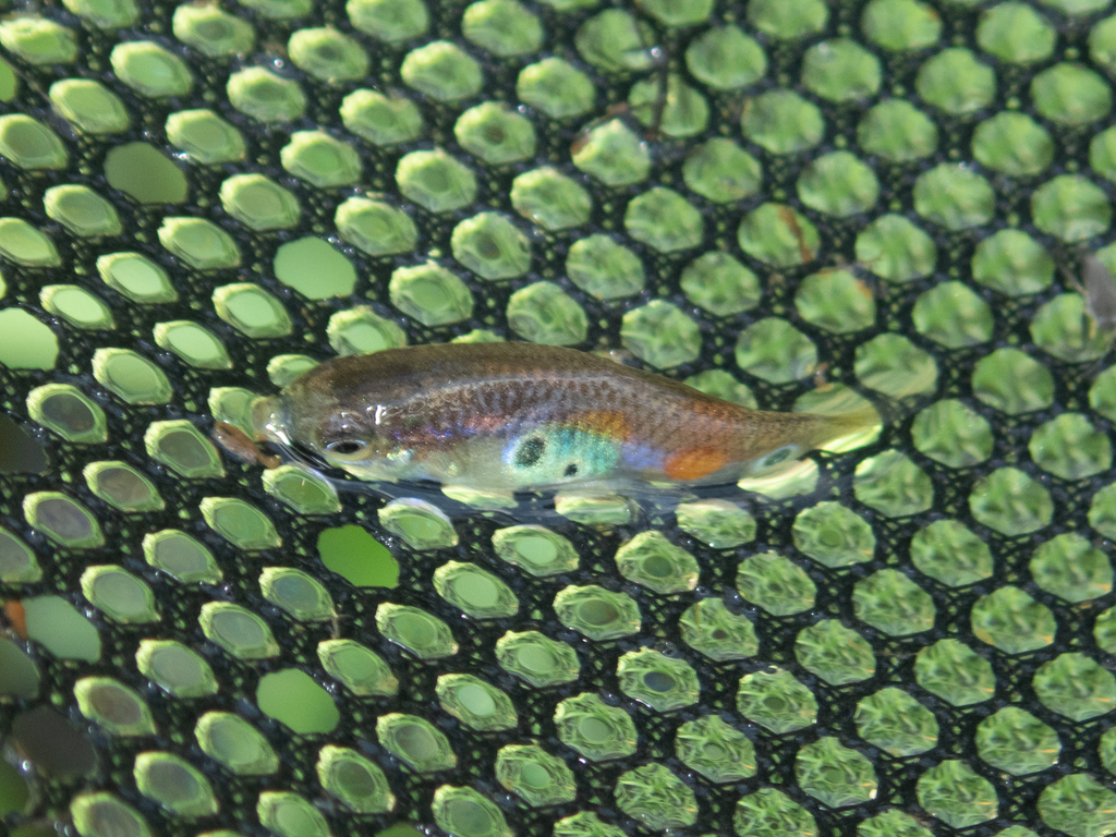 Guppy from North, Hong Kong on July 12, 2019 at 10:30 AM by Colin Chiu ...