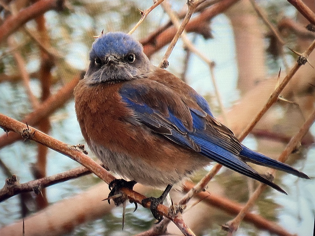 Western Bluebird from Desert National Wildlife Refuge, Las Vegas, NV ...