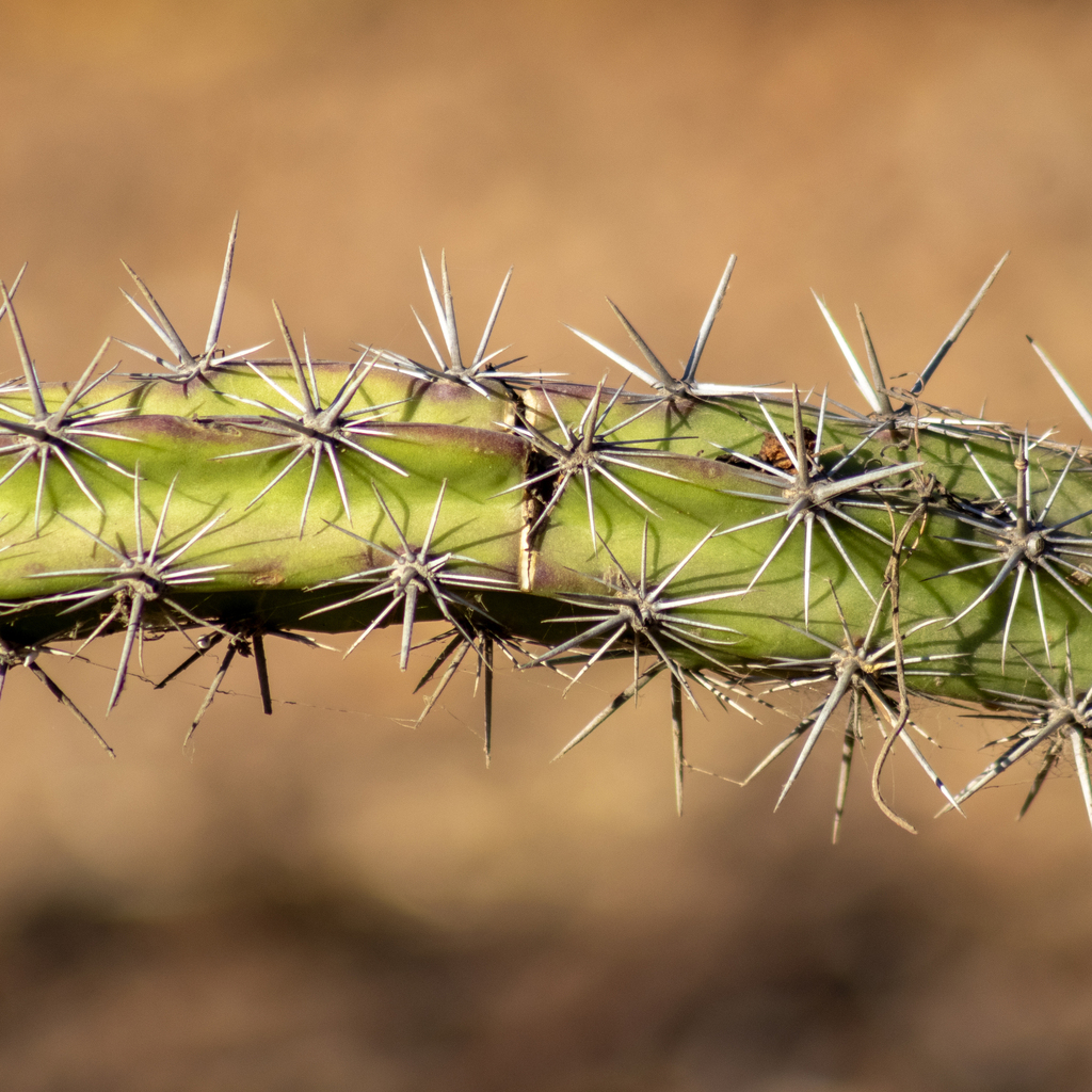 Octopus Cactus in December 2024 by Marco Polo amarillas vargas ...