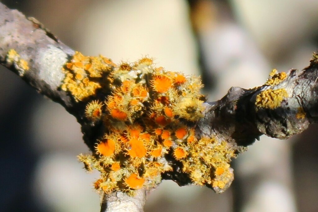 Golden-eye Lichen from Bahia Trail at Bahia Drive, Bahia Dr, Novato, CA ...