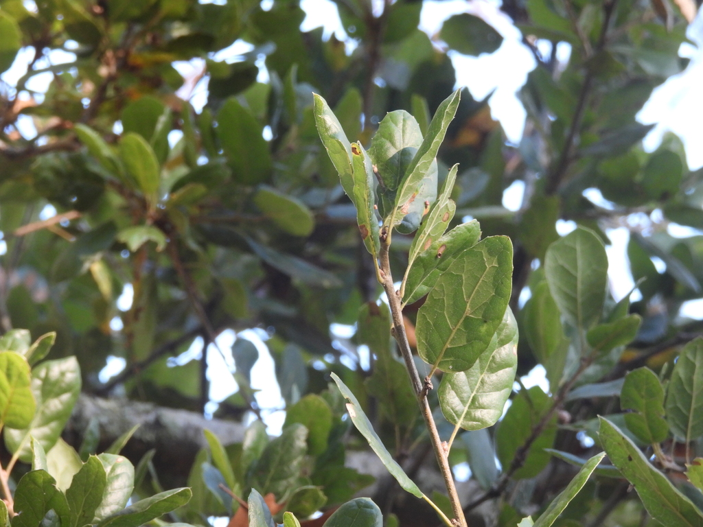 coast live oak from Bahia Trail at Bahia Drive, Bahia Dr, Novato, CA ...