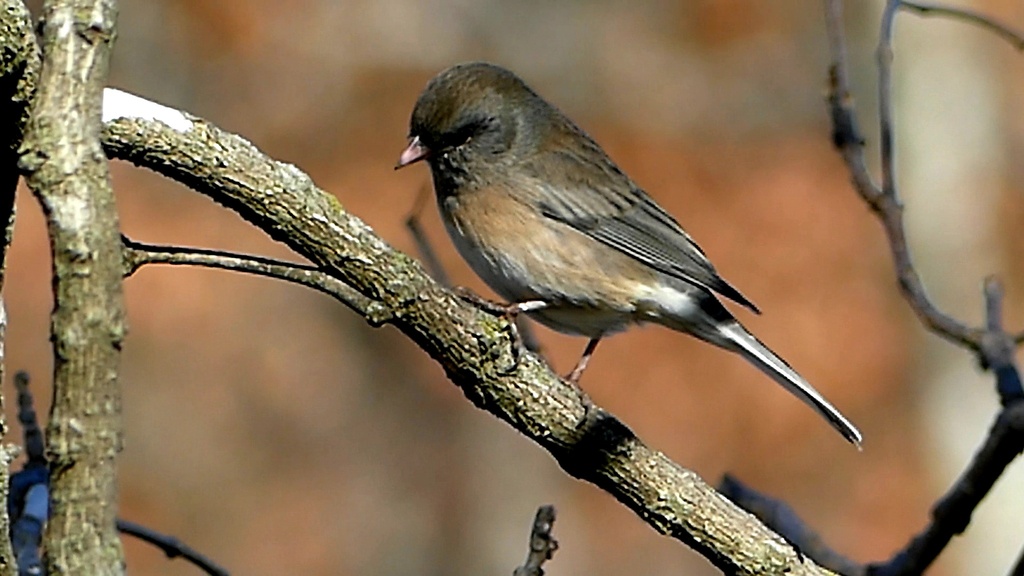 Pink-sided Junco from Sulphur Springs City Park on December 2, 2024 at ...