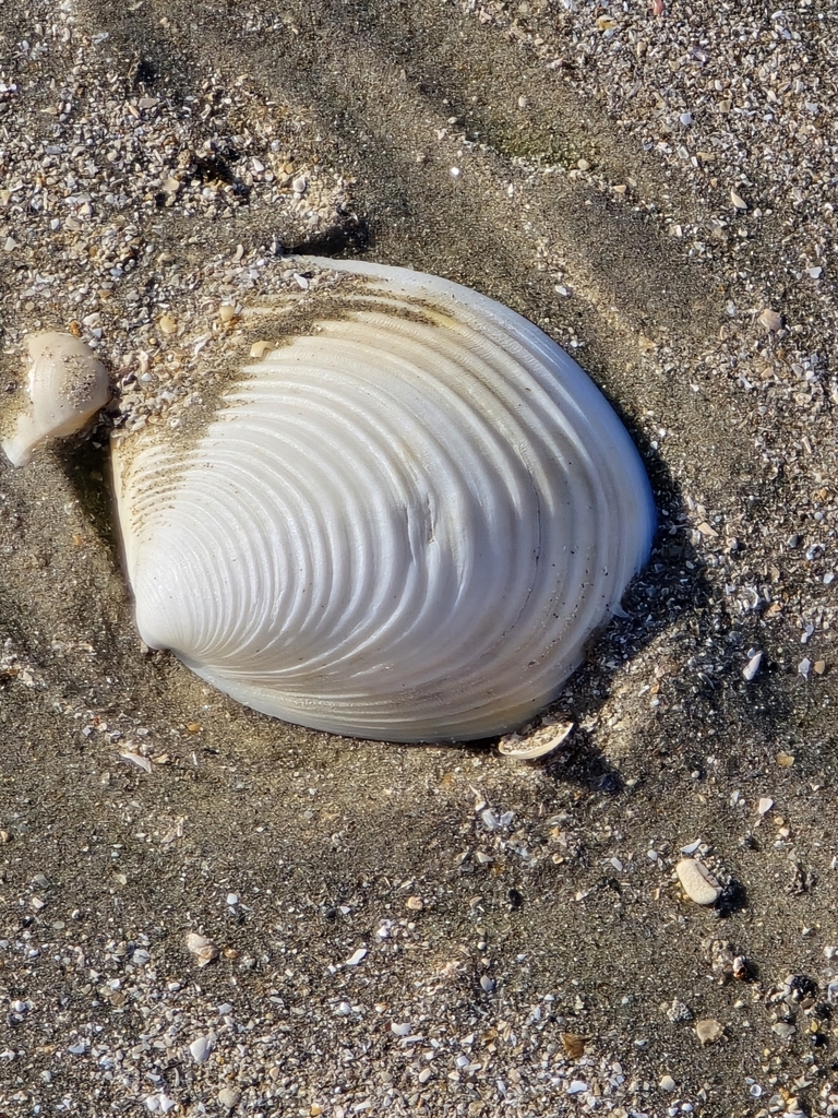 Channeled Duck Clam from Galveston, TX, USA on December 2, 2024 at 02: ...