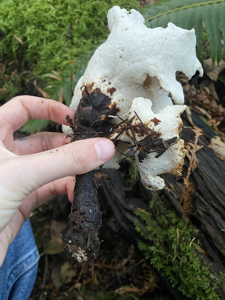 Bay Polypore from Berthusen Memorial Park, Lynden, WA, US on December 1 ...