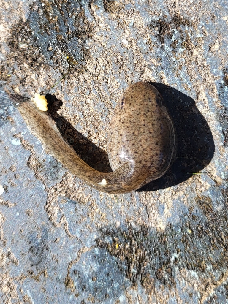 American Bullfrog from Monroe, NC 28112, USA on December 02, 2024 at 12 ...