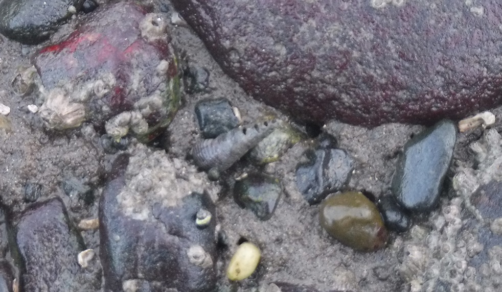 Japanese False Cerith from Allyn, WA 98524, USA on November 27, 2024 at ...