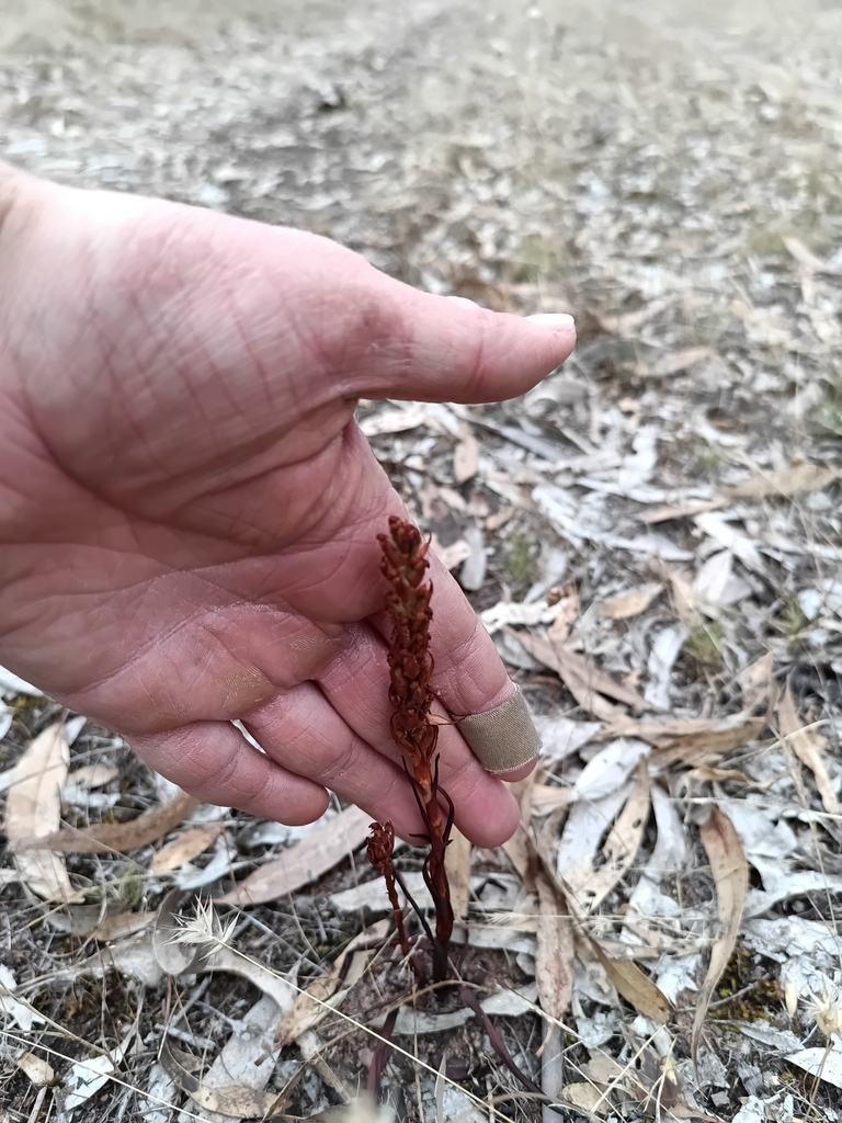 Bract Disa from Kadnook VIC 3318, Australia on December 3, 2024 at 11: ...