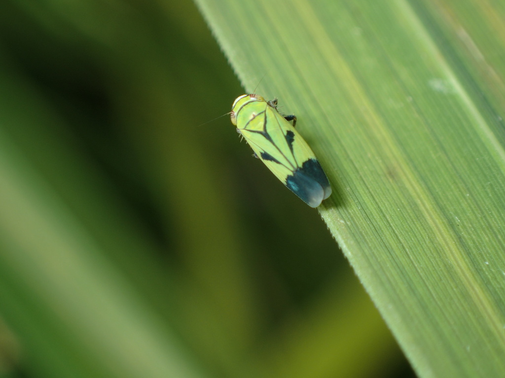 Green Rice Leafhopper from Kwu Tung, Hong Kong on July 10, 2019 at 10: ...