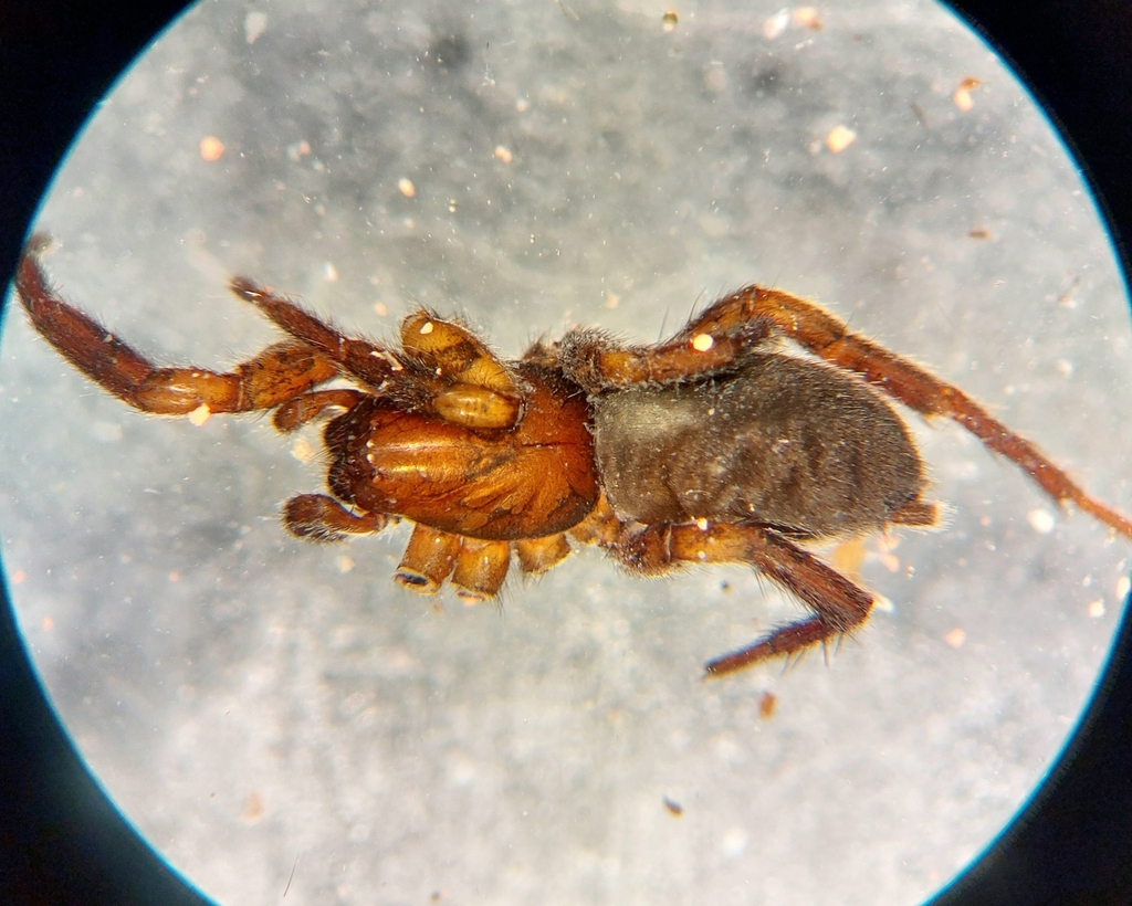 Gnaphosa microps from Roquemaure, QC J0Z 3K0, Canada on December 2 ...