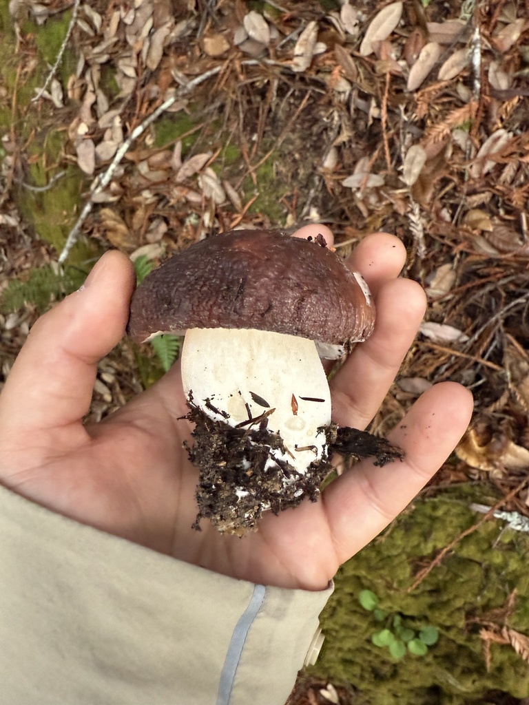 Queen Bolete in December 2024 by kpbgtng · iNaturalist
