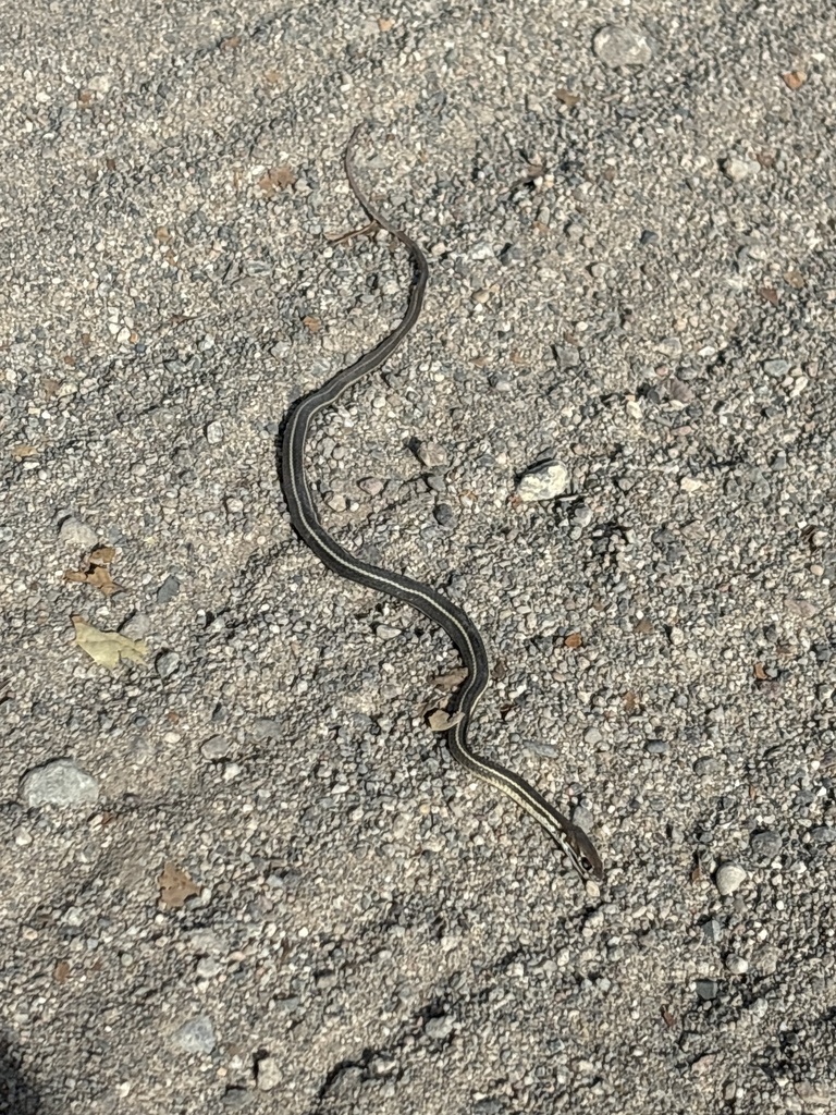 California Striped Racer from Salinas, CA, US on October 26, 2024 at 02 ...