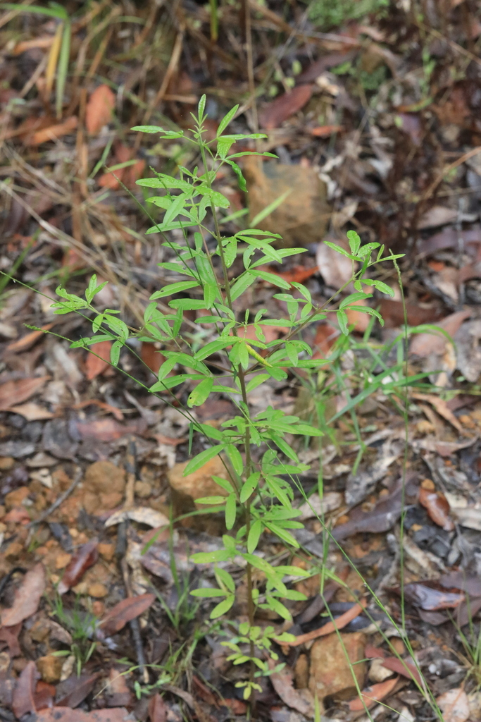 Sandfly Zieria from Kremnos NSW 2460, Australia on December 1, 2024 at ...