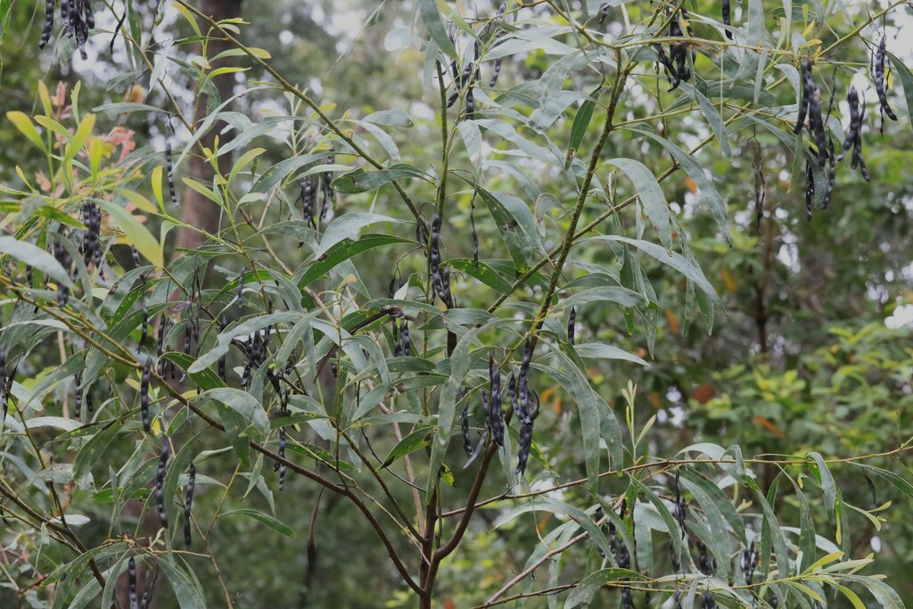 sickle wattle from Kremnos NSW 2460, Australia on December 1, 2024 at ...