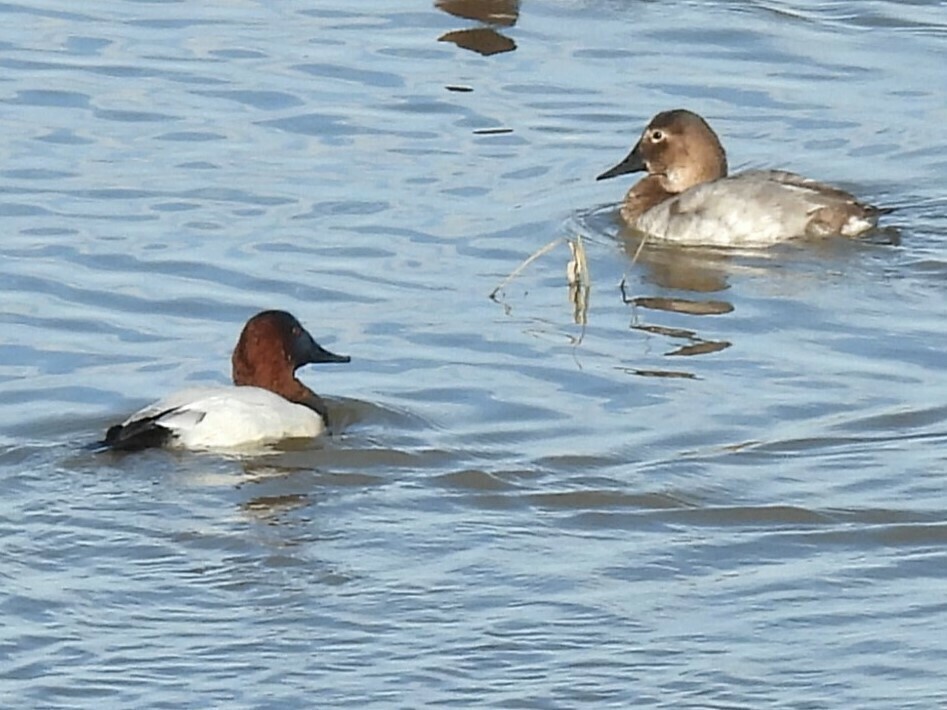 Canvasback from Bahia Trail at Bahia Drive, Bahia Dr, Novato, CA 94945 ...