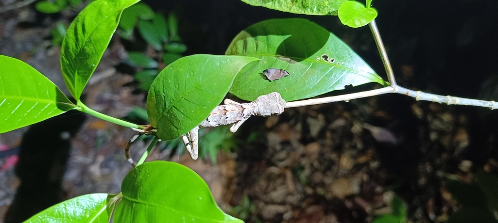Enyalius pictus from Cumuruxatiba, Prado - BA, 45980-000, Brasil on ...