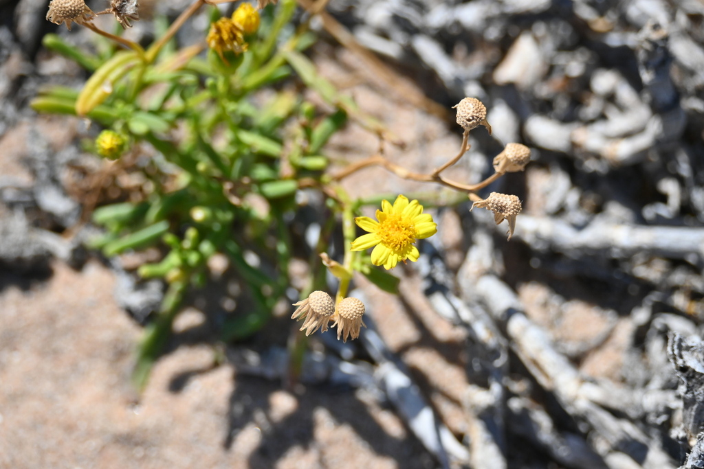 pinnate-leaved groundsel from Kalbarri Chinamans Rock WA 6536 ...