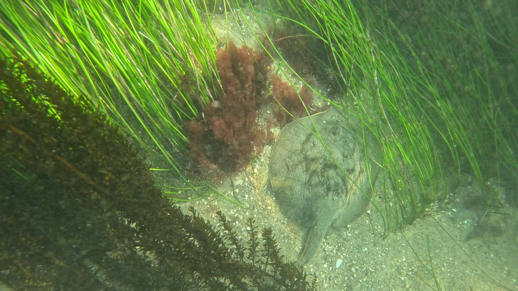 Haller's Round Ray from North Pacific Ocean, CA, US on December 2, 2024 ...