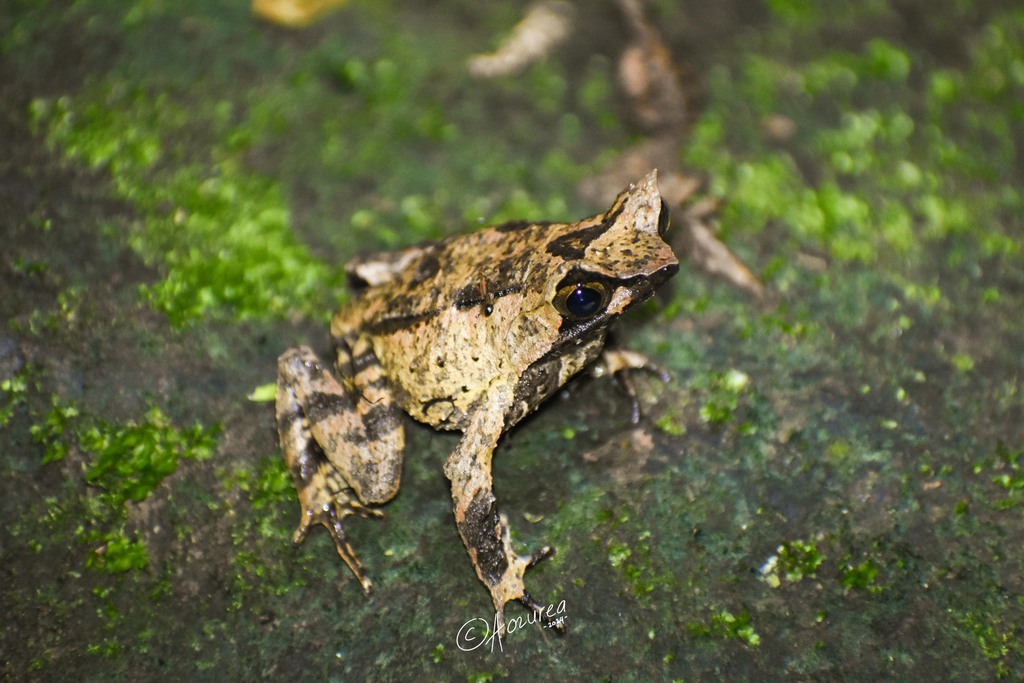 Javan Horned Frog from Bogor Regency, West Java, Indonesia on November ...