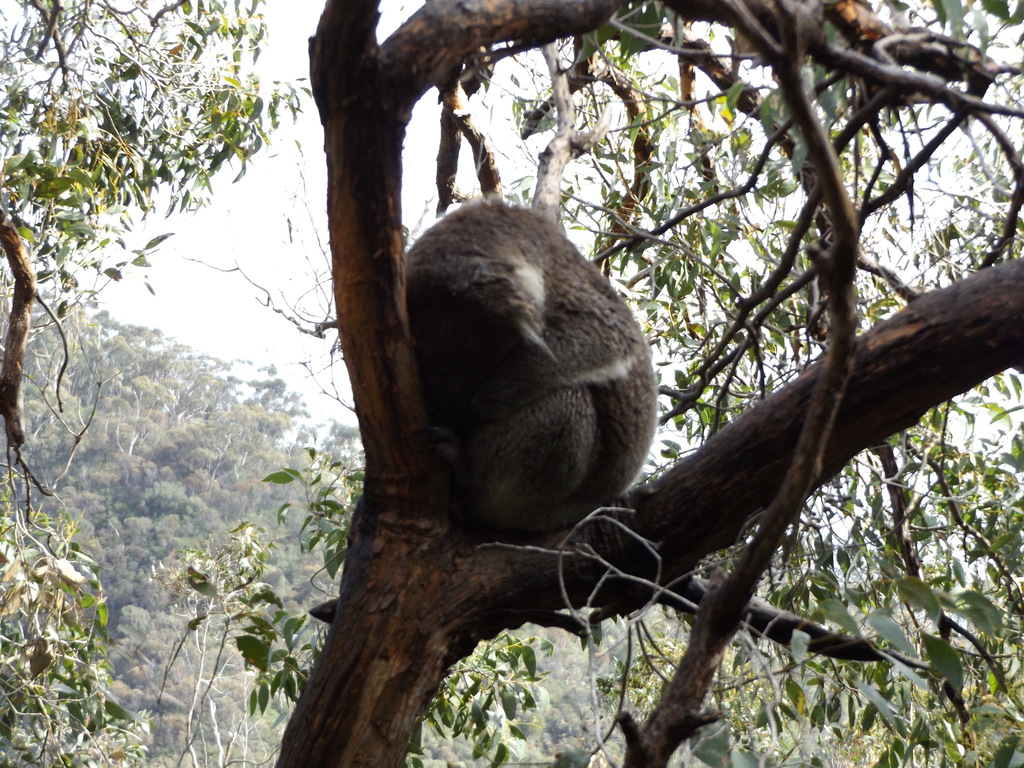 Koala from Morialta Conservation Park, Morialta Falls Rd, Woodforde SA ...