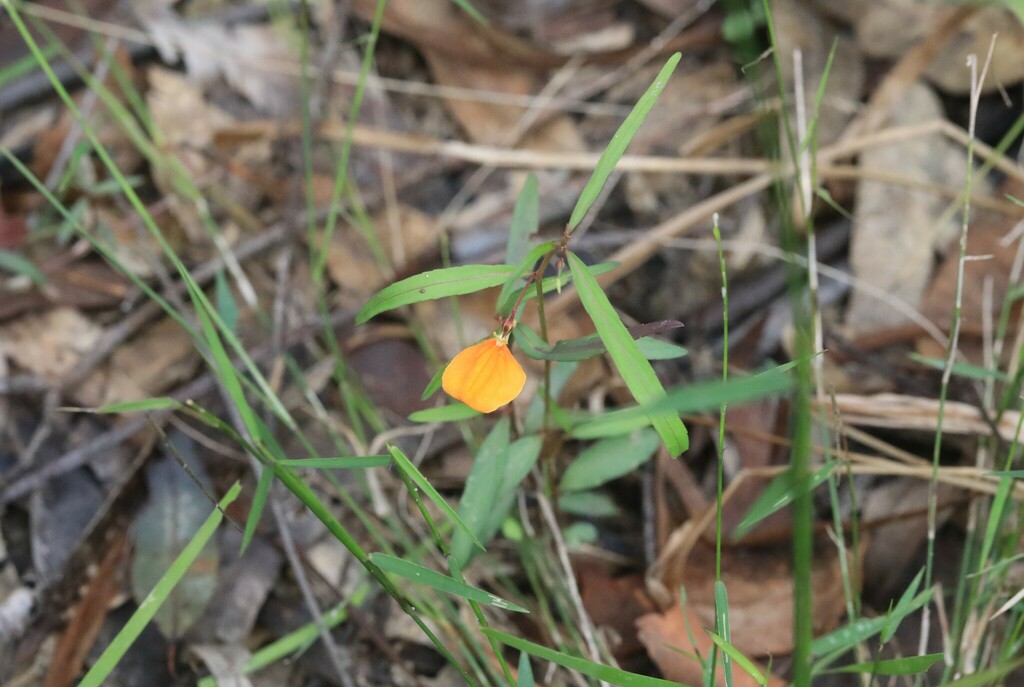 spade flower from Kremnos NSW 2460, Australia on December 1, 2024 at 09 ...