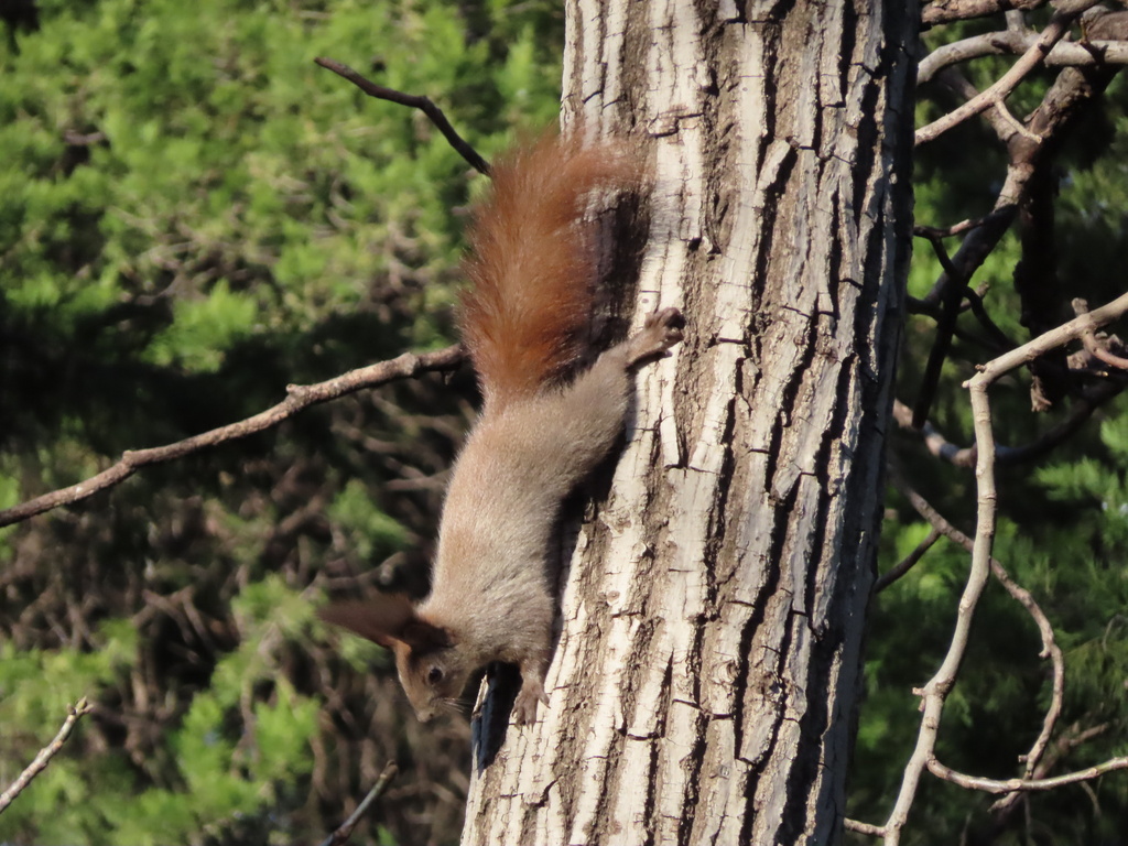 Eurasian Red Squirrel from 景山公园, 北京市, CN on December 3, 2024 at 12:44 ...