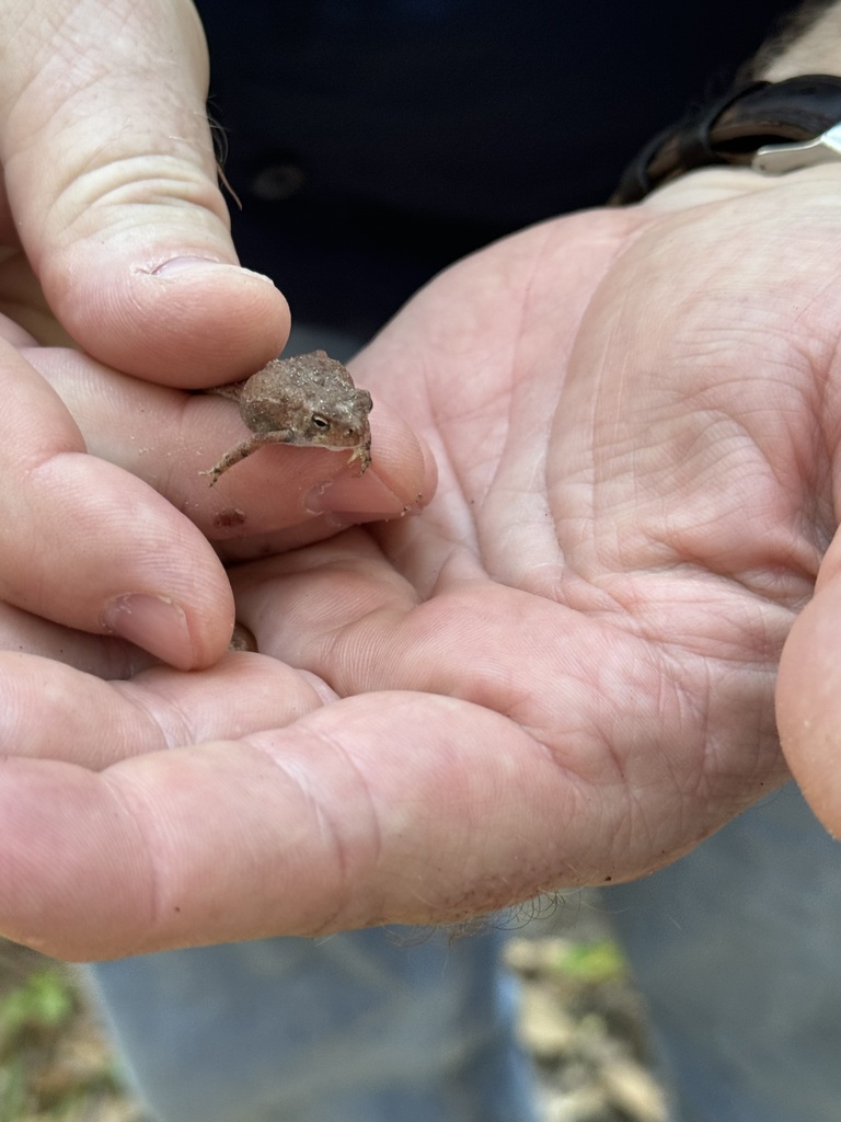 Southern Toad from Charleston County, SC, USA on September 23, 2024 at ...