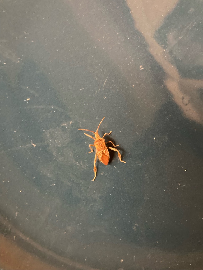 Western Conifer Seed Bug from University of Puget Sound, Tacoma, WA, US ...