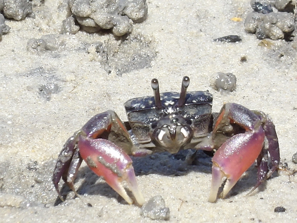 Semaphore Crab from Red Rock NSW 2456, Australia on November 30, 2024 ...