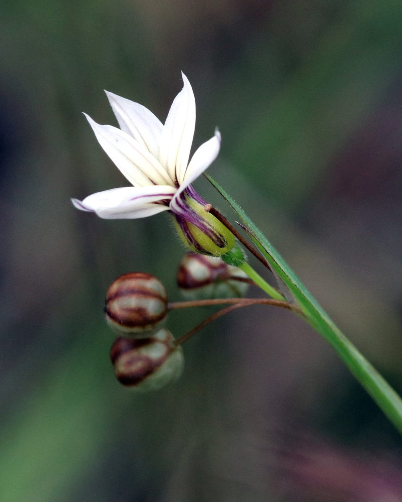 Blue Pigroot from Anglesea VIC 3230, Australia on November 18, 2024 at ...