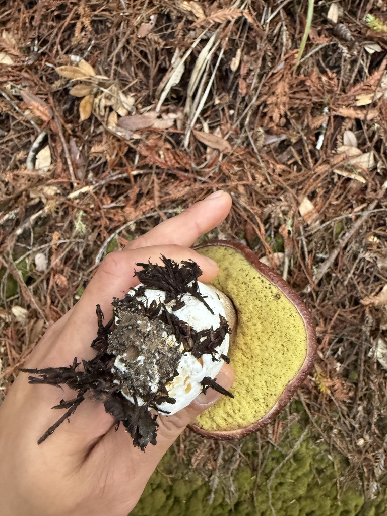 Queen Bolete in December 2024 by kpbgtng · iNaturalist