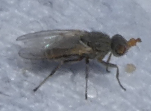 Beach Flies (Tethinidae)
