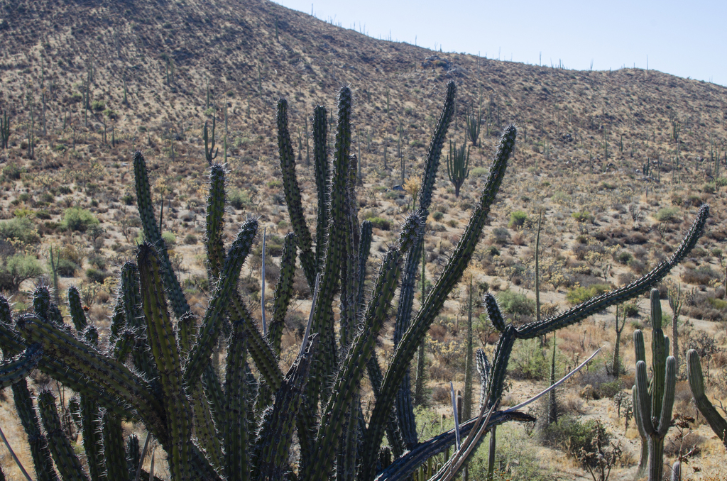 Galloping Cactus from San Quintín, B.C., México on December 1, 2024 at ...