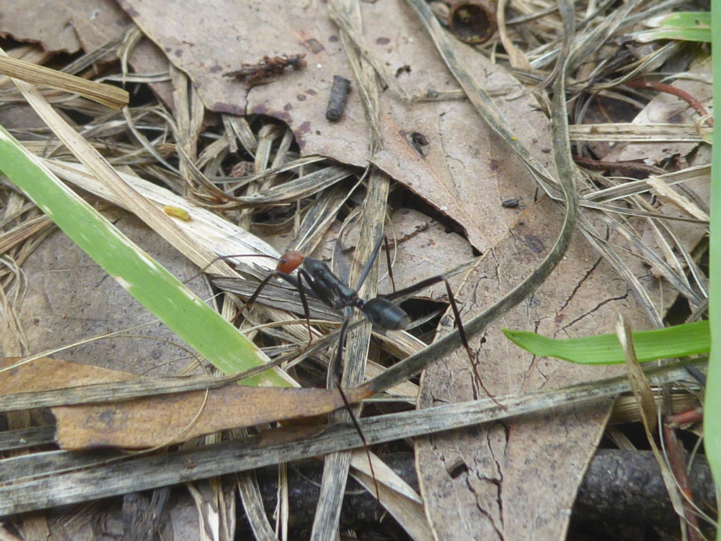 Red-headed Spider Ant from Moe VIC 3825, Australia on November 29, 2024 ...