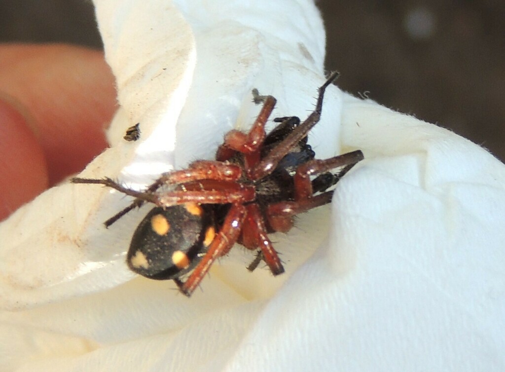 Storeninae from Lower Light SA 5501, Australia on December 3, 2024 at ...