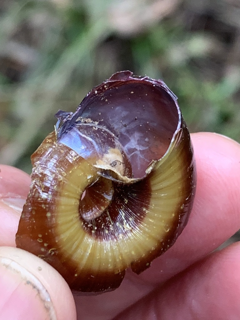 Yellow-banded Carnivorous Snail from North Branch State Forest, Swans ...