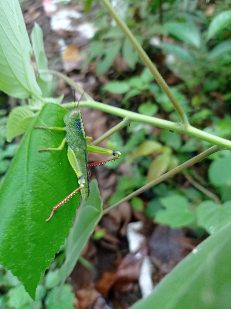 Melicodes tenebrosa from ALI Davao Carbon Forest on November 28, 2024 ...