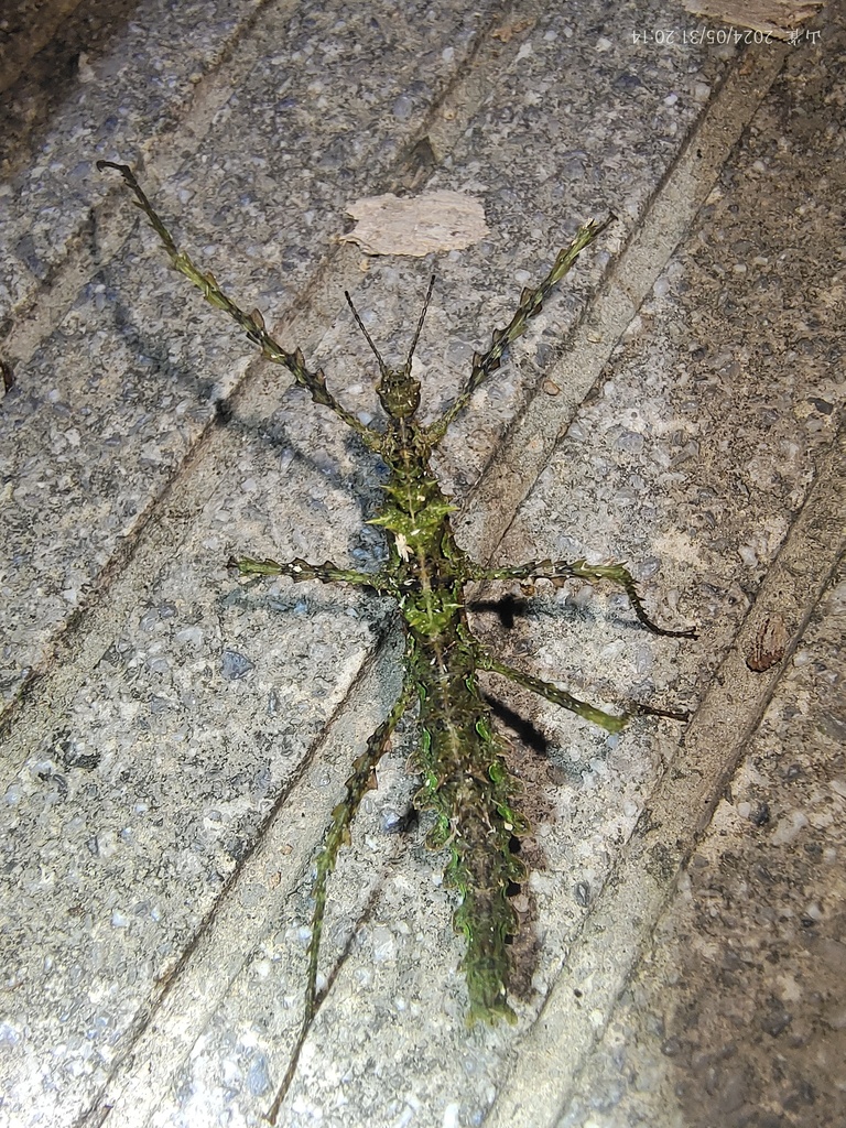 Cnipsomorpha from 中国云南省红河哈尼族彝族自治州金平苗族瑶族傣族自治县 on May 31, 2024 at 08:14 ...