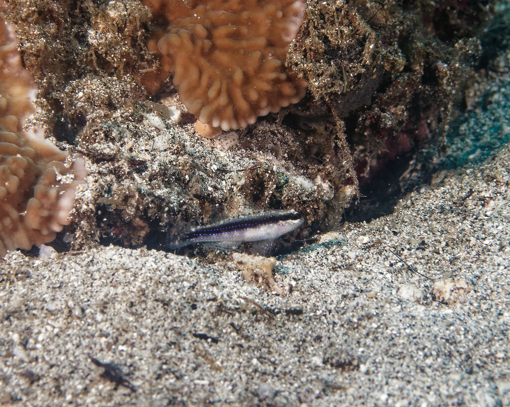 Starry Gobies from Minahasa, Sulawesi Utara, Indonesia on November 5 ...