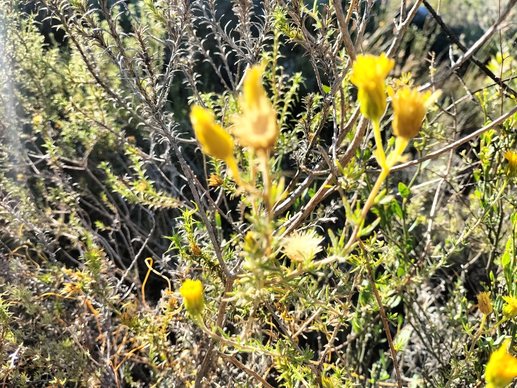 Sand Gumbush from Witzenberg Local Municipality, South Africa on ...