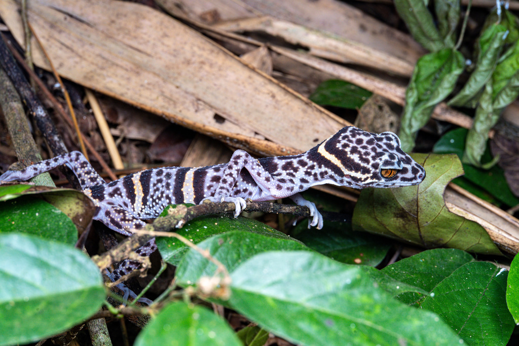 Chinese Leopard Gecko in October 2024 by Simba · iNaturalist